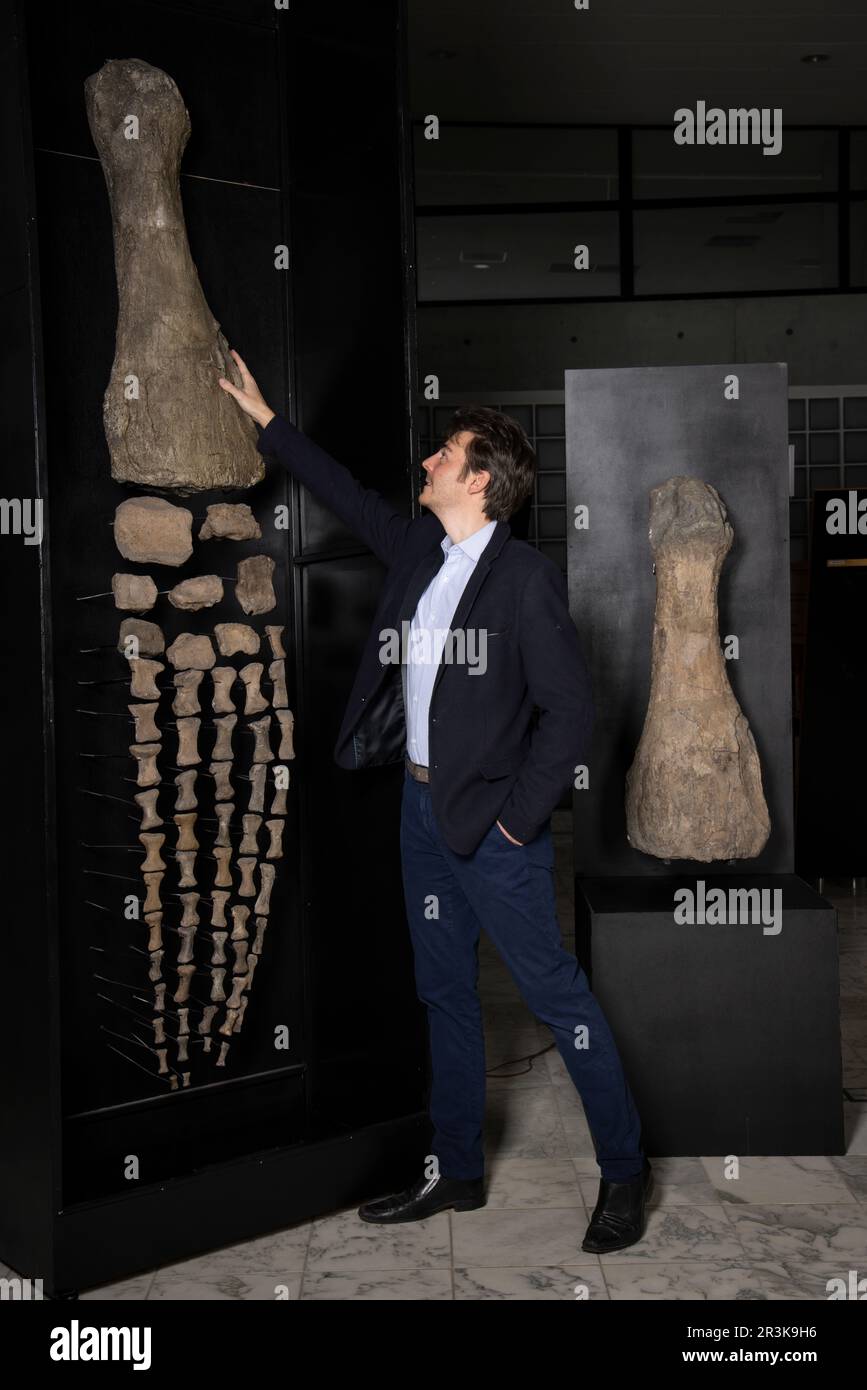 Swimming paddle of Pliosaurus sp. Kimmeridgian (155 million years ...