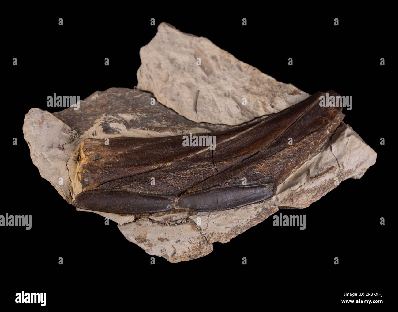 Hadrosaur teeth, an ornithischian fossil reptile, in side view ...