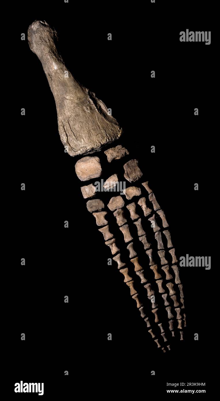 Swimming paddle of Pliosaurus sp. Kimmeridgian (155 million years ...