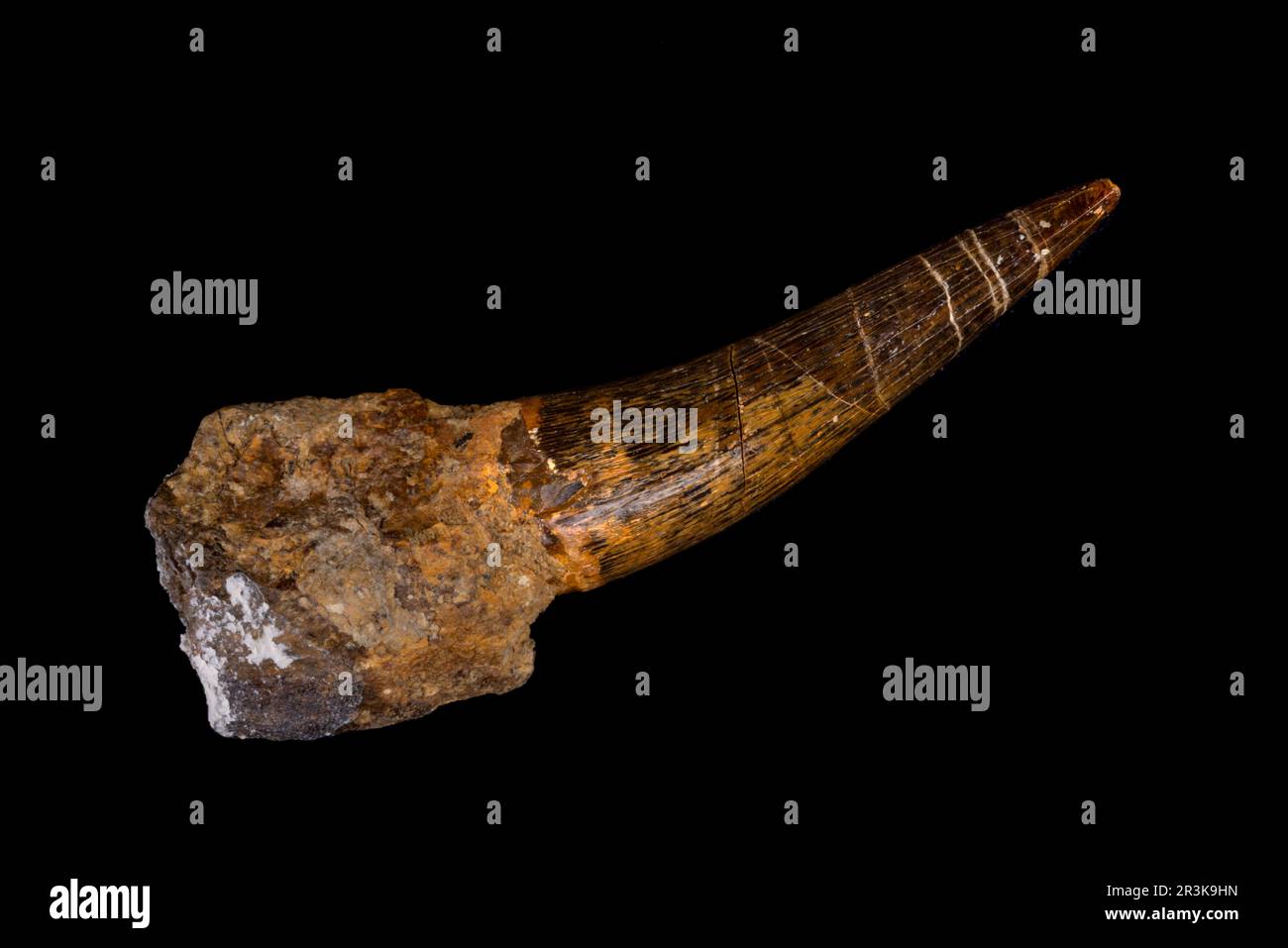 Plesiosaur or crocodile tooth. Toarcian (180 million years). Nancy. 3cm ...