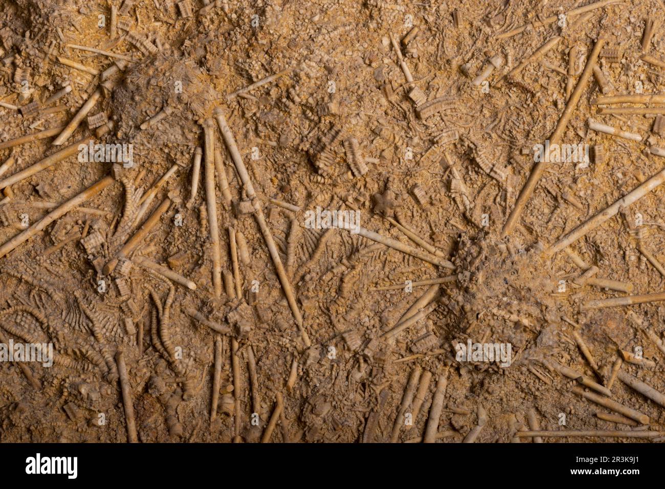 Acrosalenia hemicidaroides and encrine (isocrinus sp.). Bajocian (168 ...