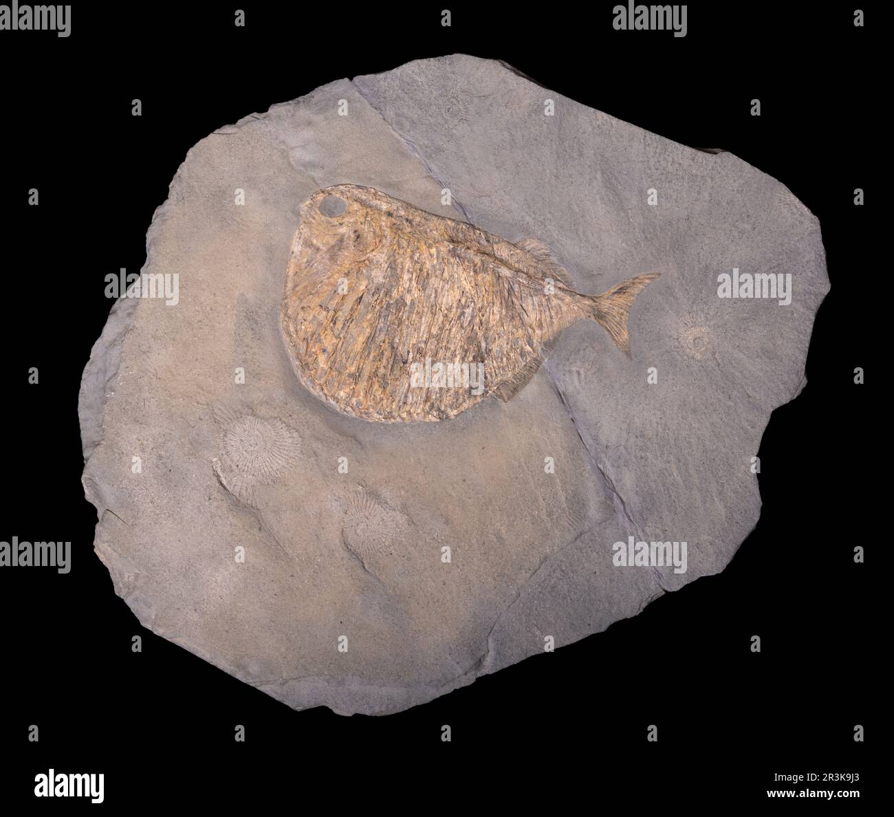 Tetragonolepis semicinctus. Toarcian (180 million years). Germany. 8 cm ...