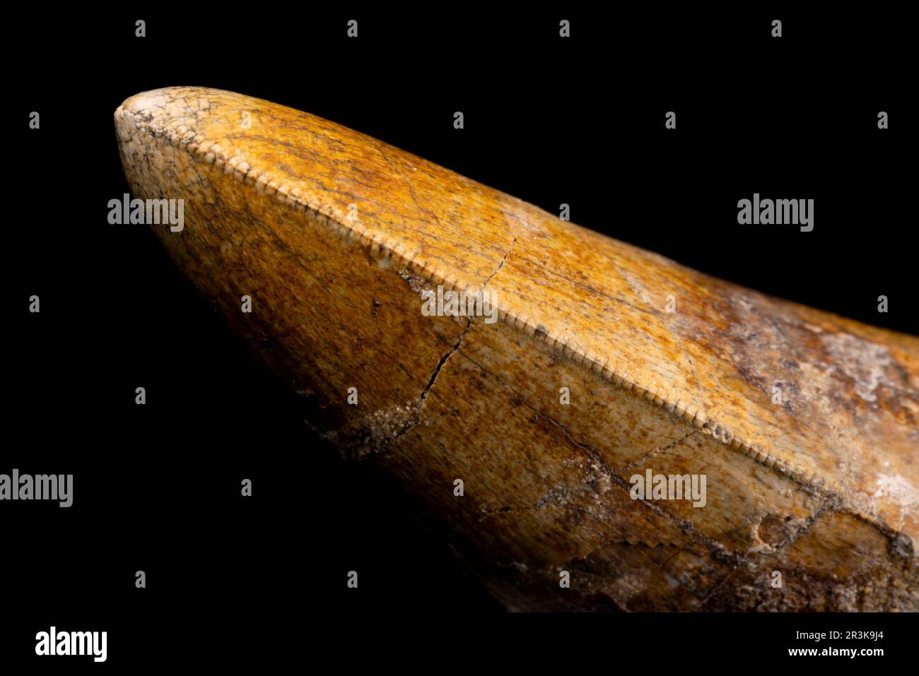 Phytosaurus tooth. Upper Triassic, Rhaetian (205 million years). Nancy ...