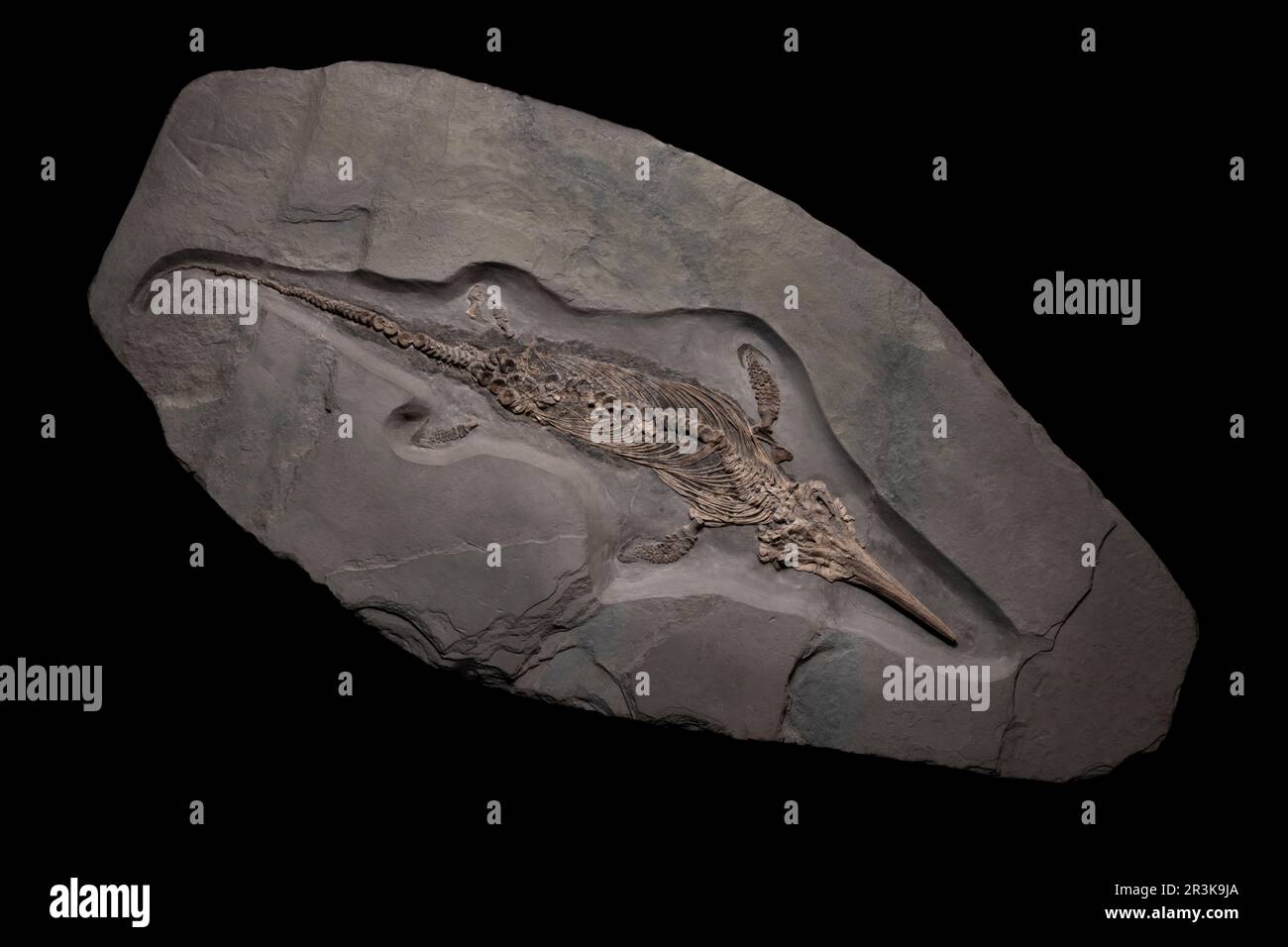 Juvenile ichthyosaur (1.5 m long); Stenopterygius sp. Toarcian (180 ...