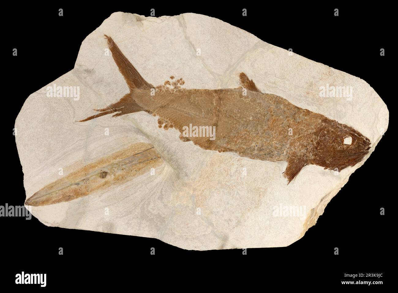 Caturus sp. and squid feather. Kimmeridgian (155 million years ...