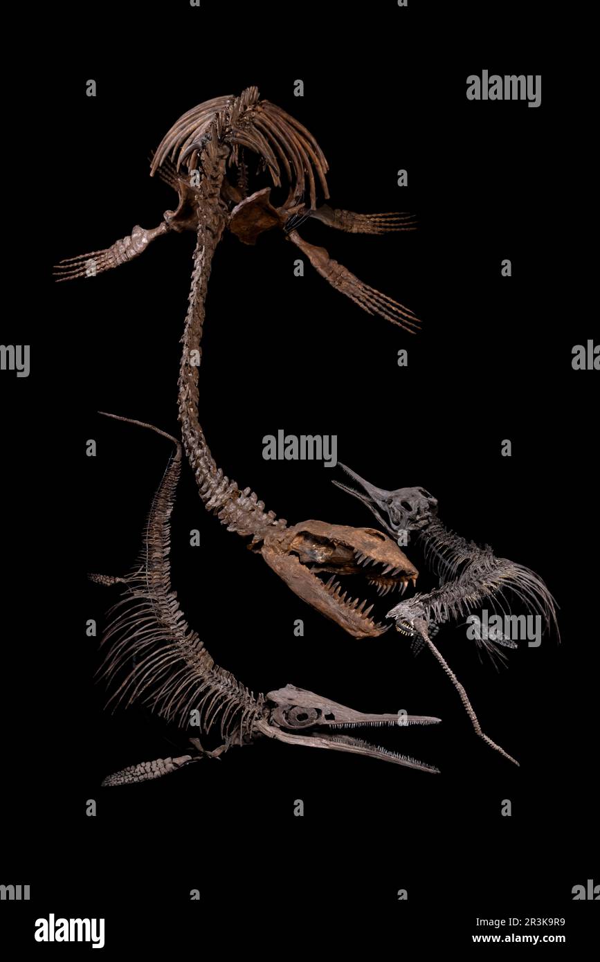 Plesiosauroidea sp hi-res stock photography and images - Alamy