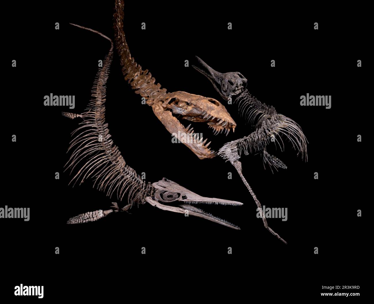 Fight scene between a plesiosaur and two small ichthyosaurs (literally ...