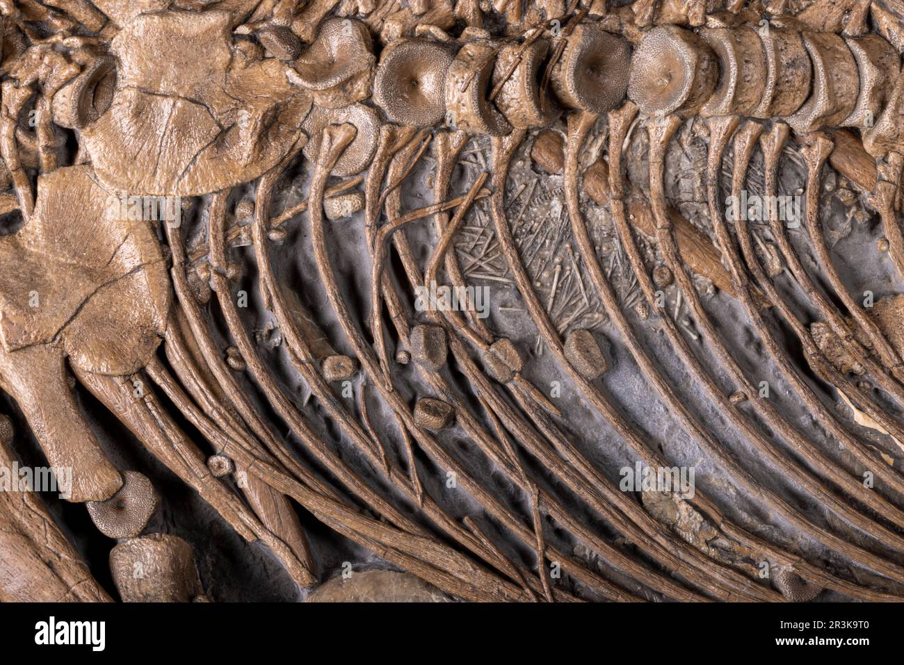 Ichthyosaur. Ichthyosaurus sp. Hettangian (-200 million years). Bristol ...