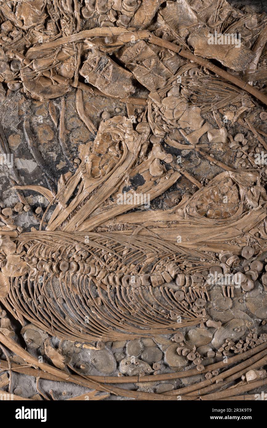 Ichthyosaur. Ichthyosaurus sp. Hettangian (-200 million years). Bristol ...