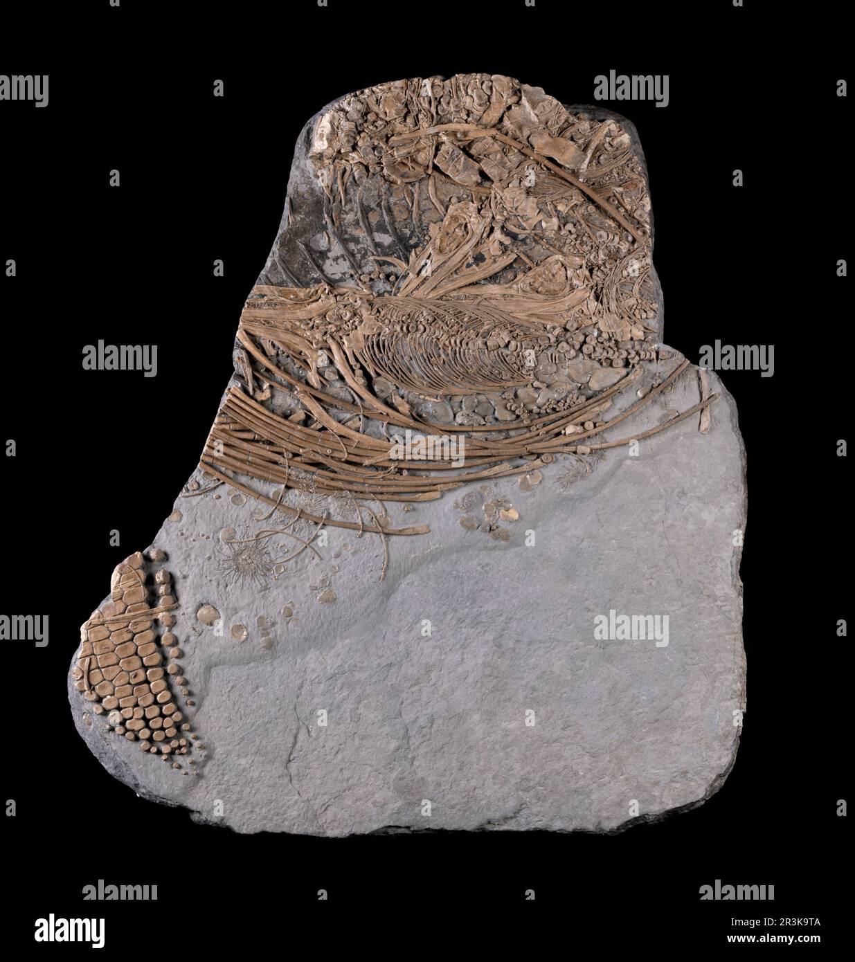 Ichthyosaur. Ichthyosaurus sp. Hettangian (-200 million years). Bristol ...