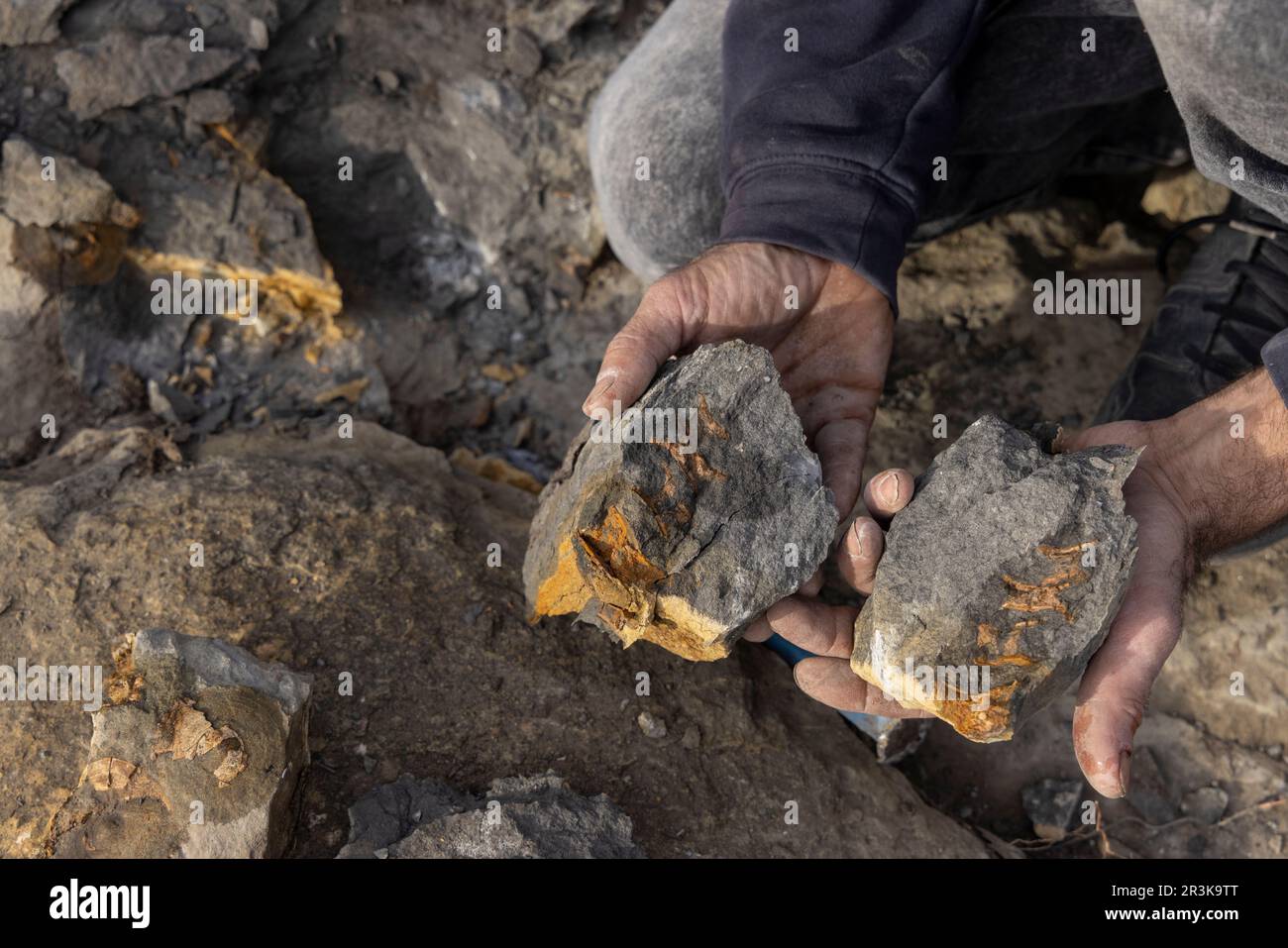 Luc Ebbo, paleontologist. Fossilized shark vertebral column fragment, 4 ...