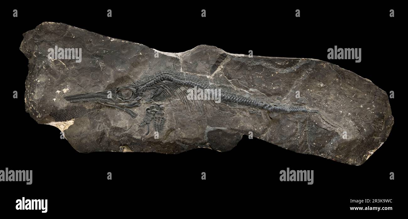 Ichthyosaur (Stenopterygius quadriscissus). Toarcian of the Gard. 2m ...