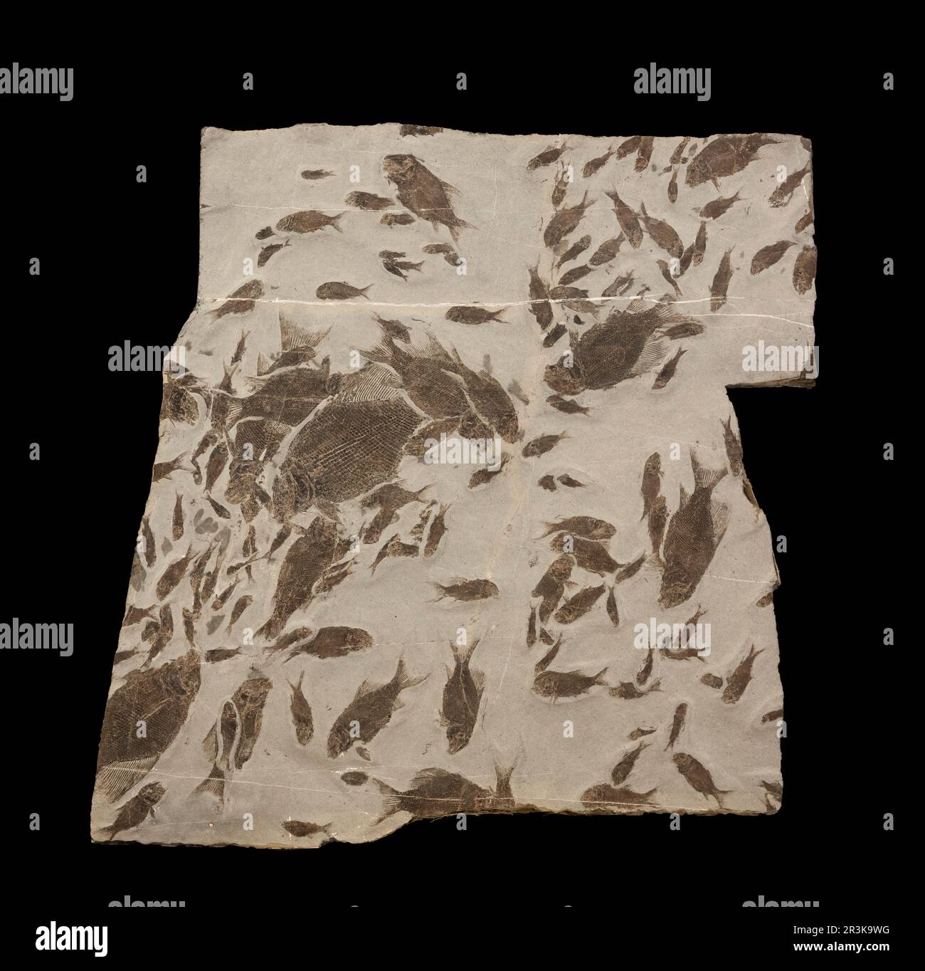 Austrian Triassic (Norian) fish cemetery in the Salzburg region ...