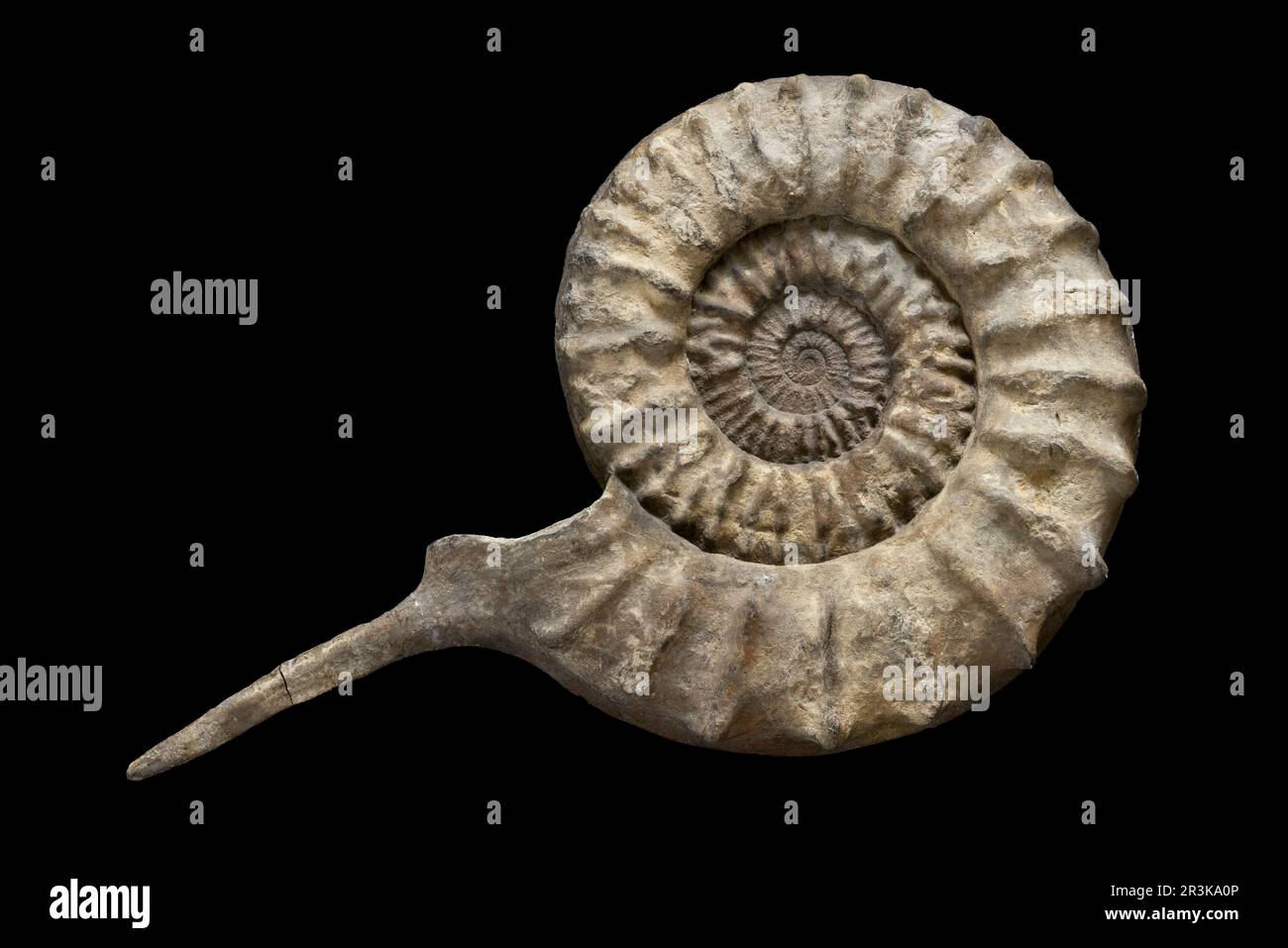 Ammonite mortoniceras sp hi-res stock photography and images - Alamy