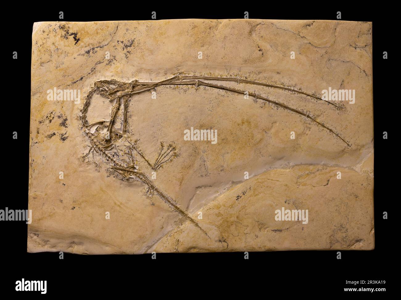 Kimeridgian flying reptile Rhamphorhynchus muensteri from the solnhofen ...
