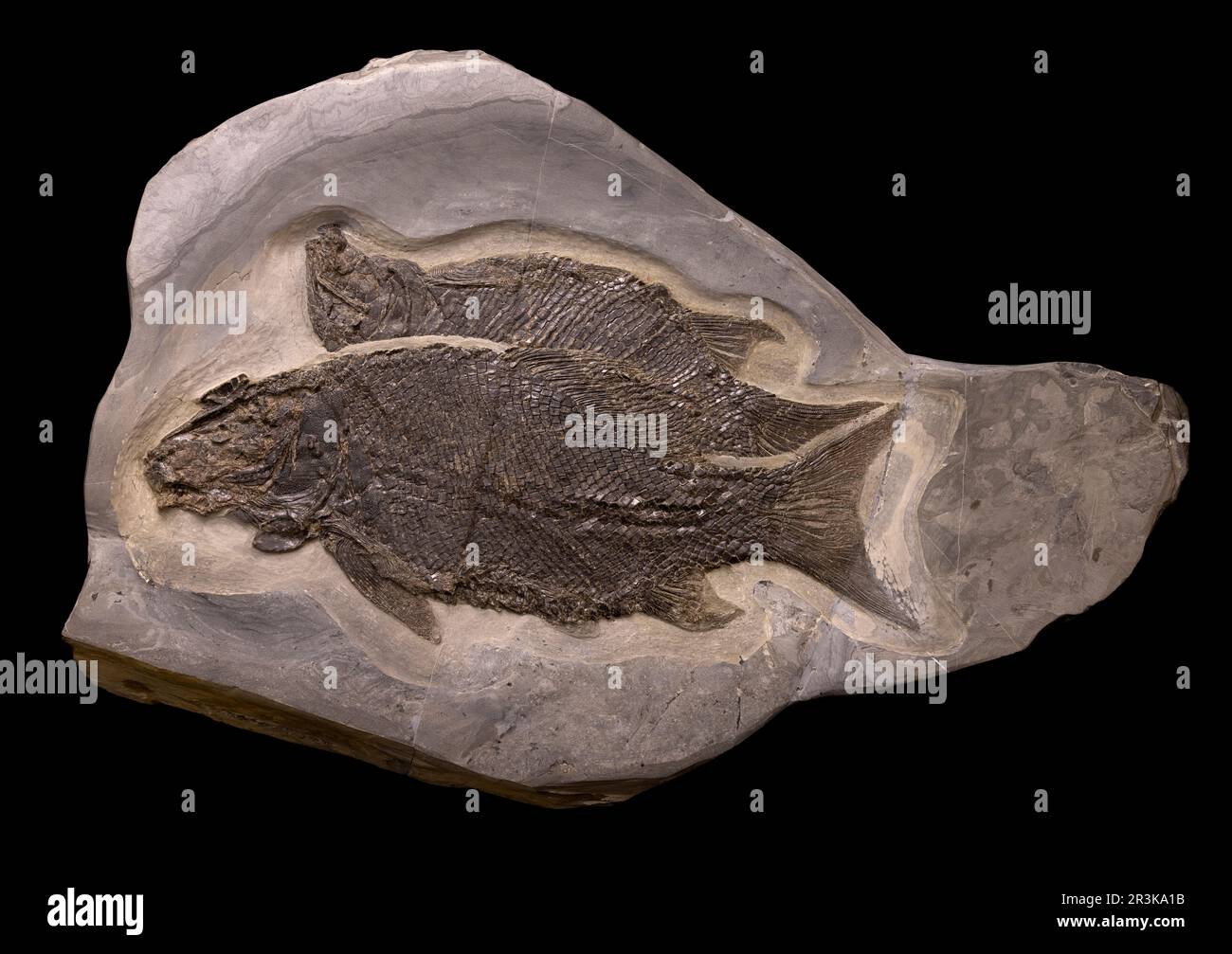 2 specimens of Heterolepidotus ornatus from the Triassic (Norian ...