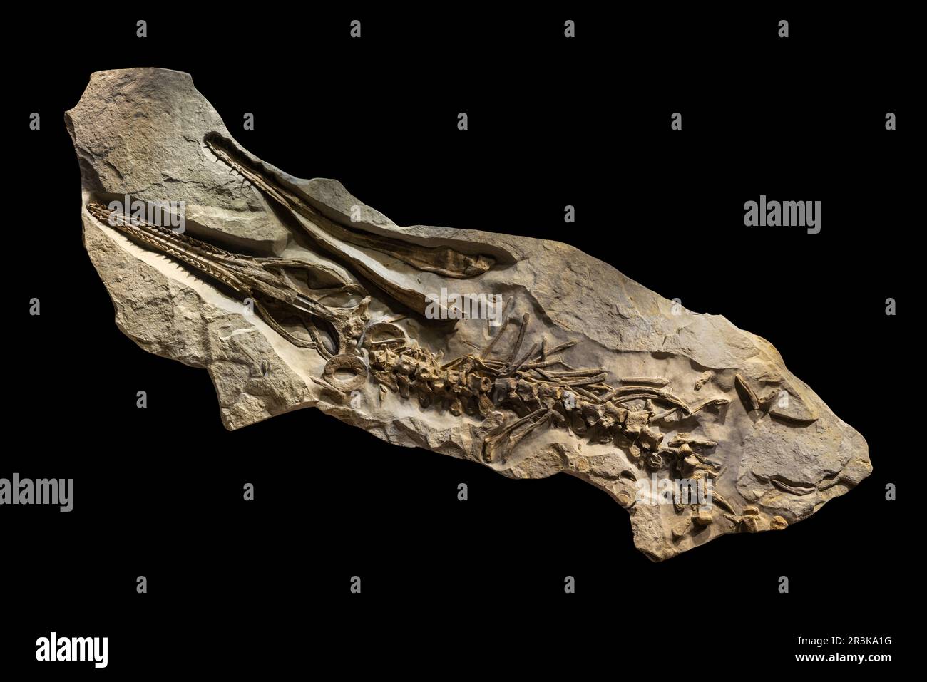 Specimen of crocodilian from the Metriorhynchidae family from the ...