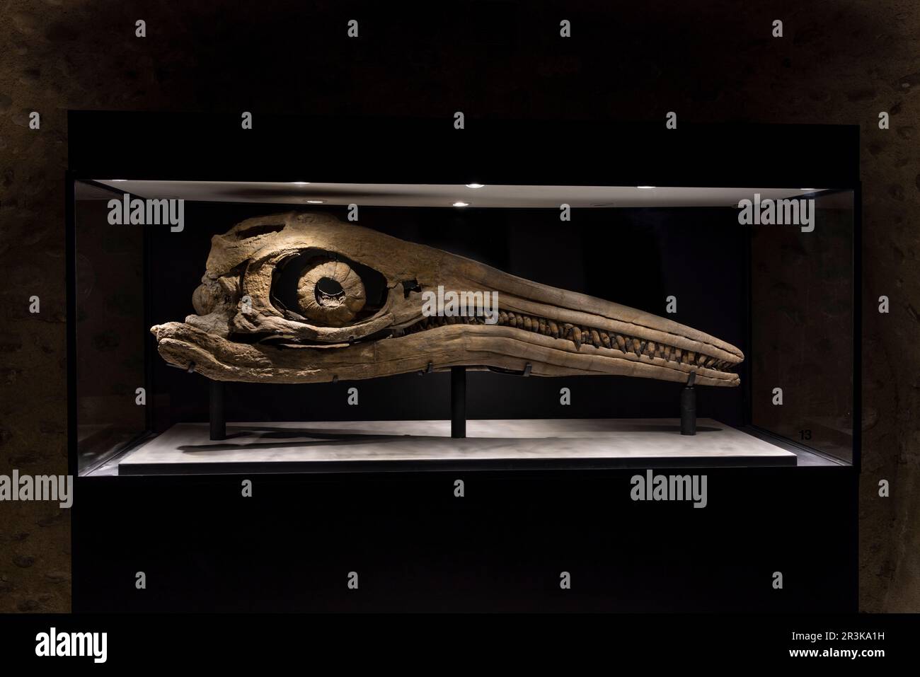 Skull of the largest Cretaceous ichthyosaur specimen discovered to date ...