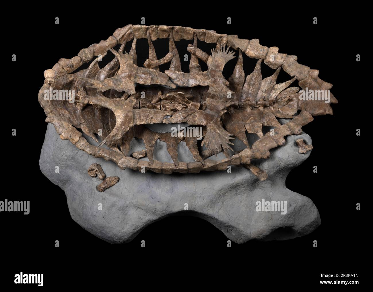 Undetermined fossil turtle shell from the Albian of Provence. 45cm. Luc ...