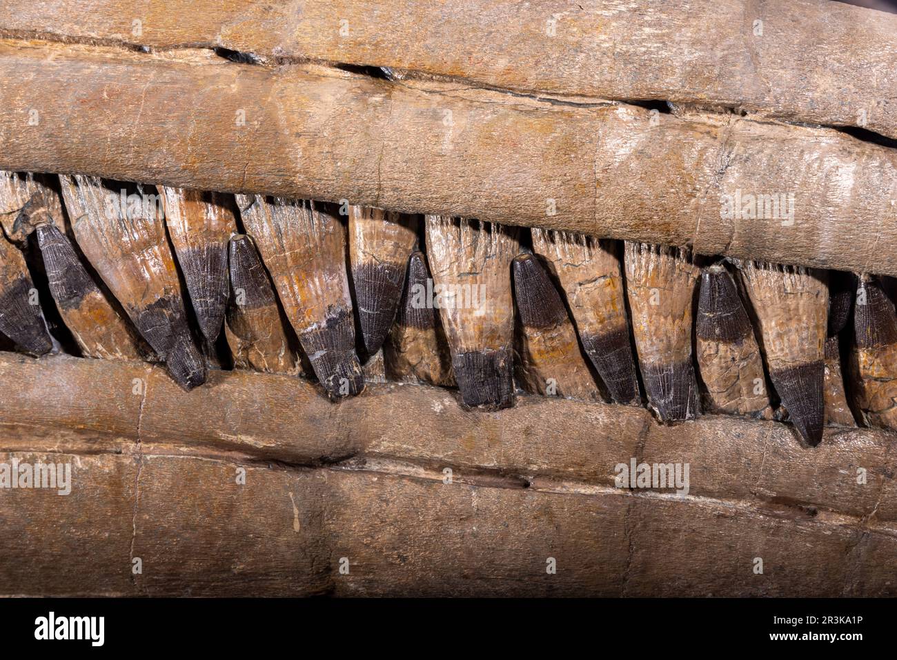 Dentition of the largest Cretaceous ichthyosaur specimen discovered to ...