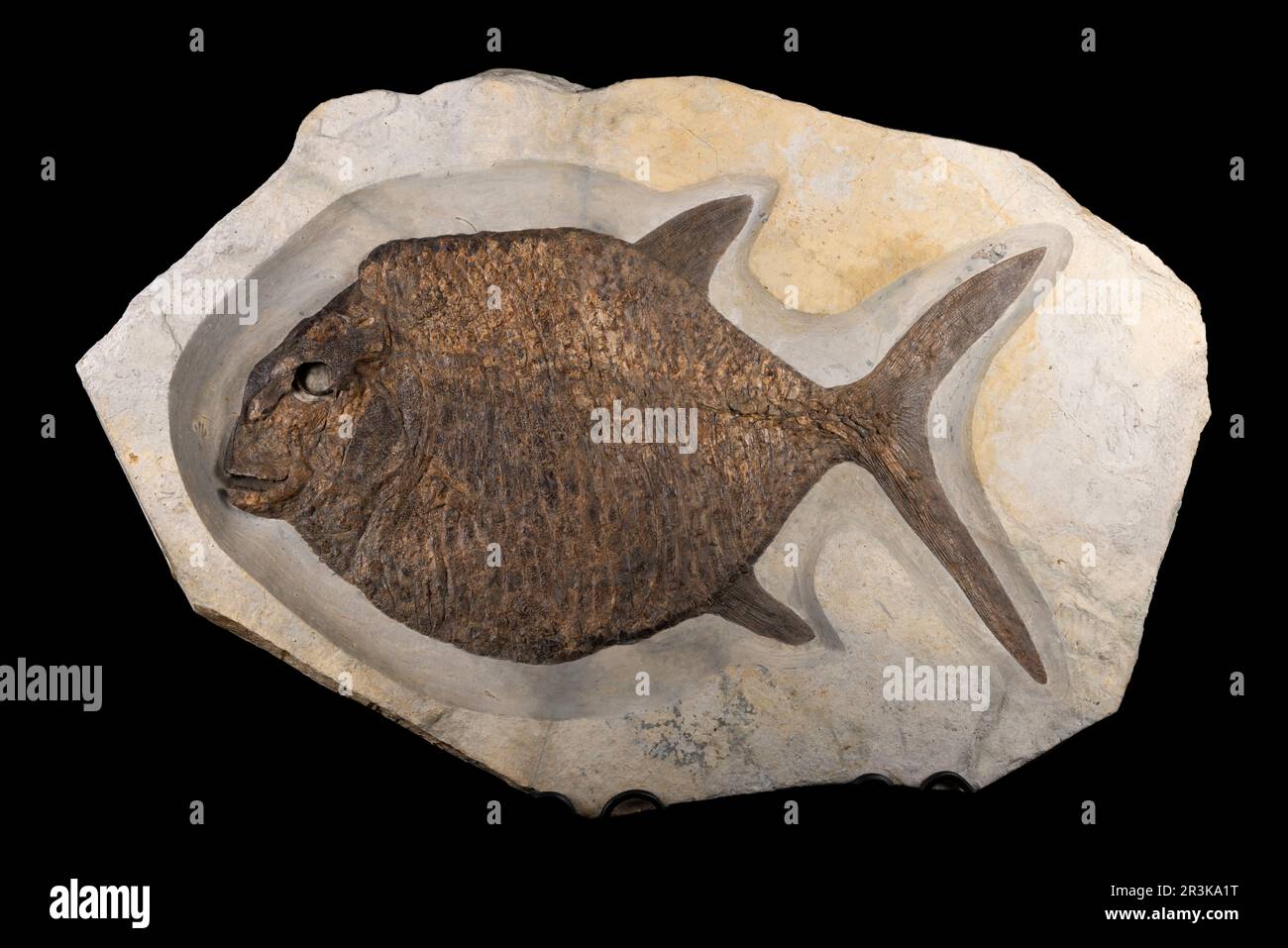 Indeterminate Pycnodont fish : Large grinder-toothed fish from the ...