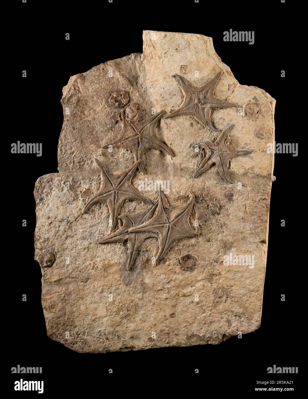 Plate of Betelgeusia orientalis starfish from the Barremian of Tamanar ...
