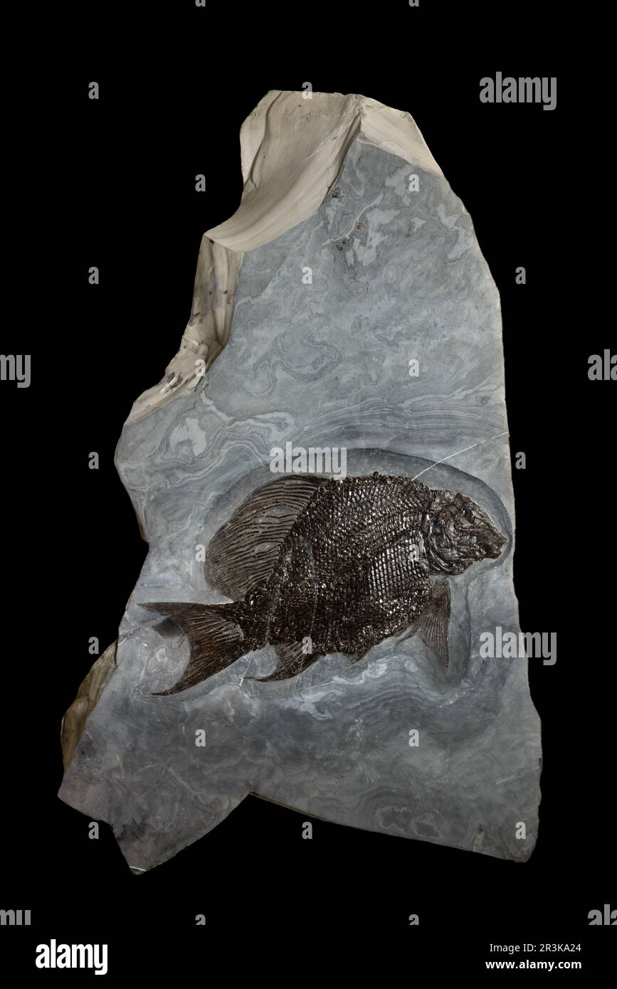 Heterolepidotus ornatus. Triassic ( Norien) from the Salzburg region of ...