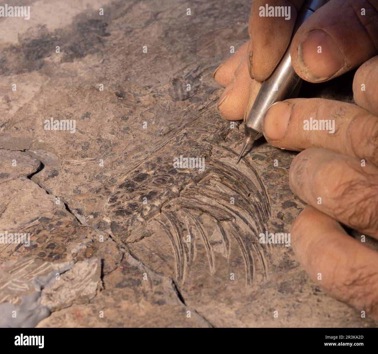Workshop. Work on the release of fossils with rotary precision tools ...