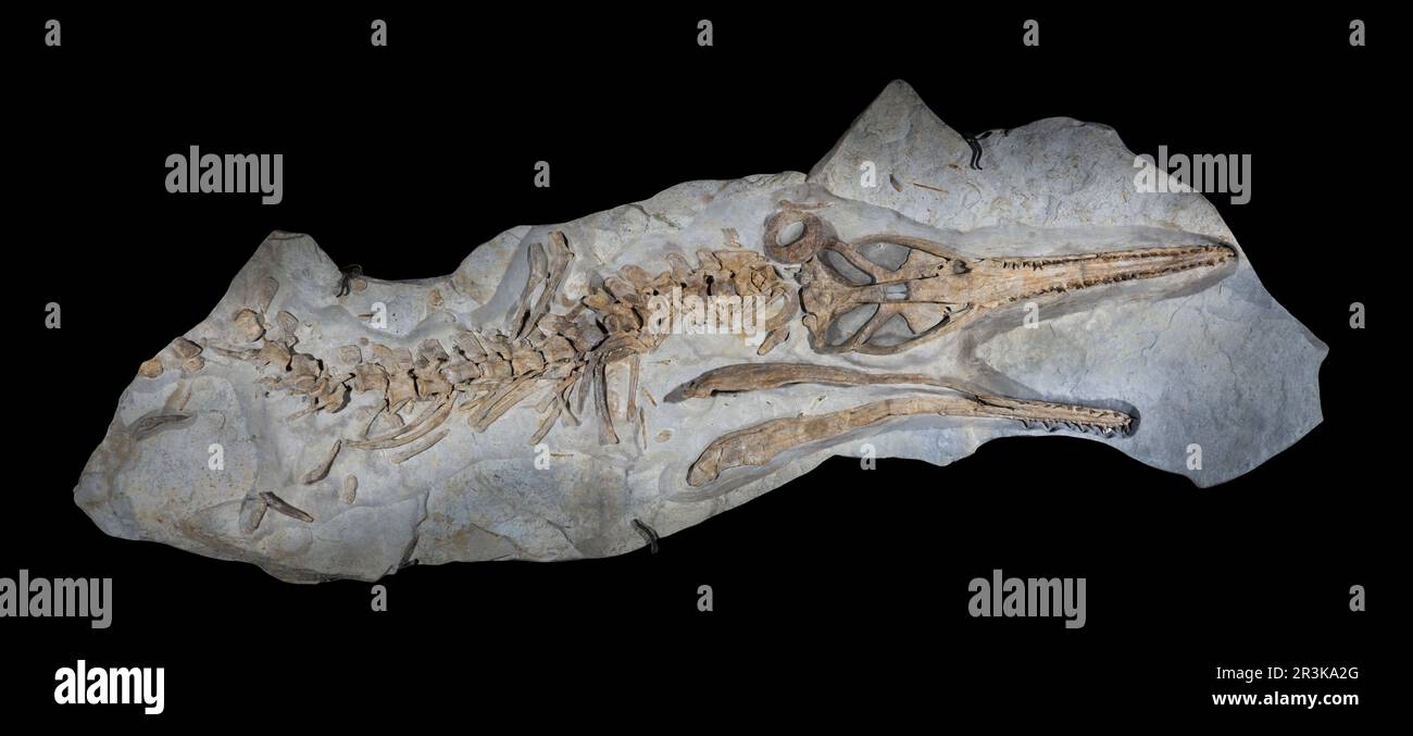 Specimen of crocodilian from the Metriorhynchidae family from the ...
