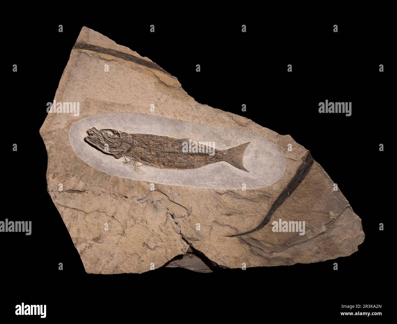 Luc Ebbo's collection. Undetermined fish from the Alpine Oligocene ...