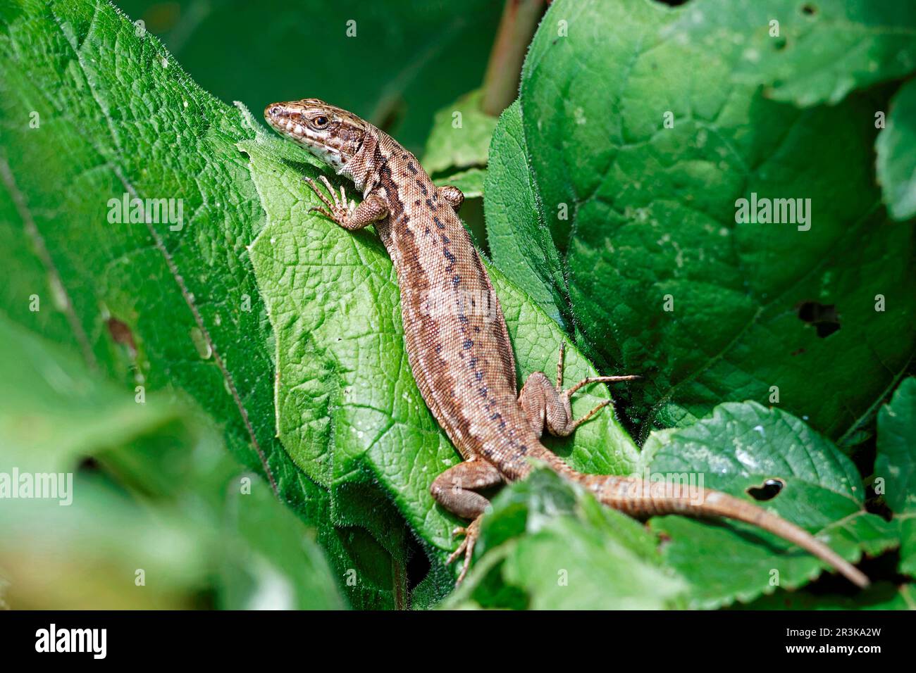 Viviparous lizard (Zootoca vivipara) sunbathing on a mullein leaf ...