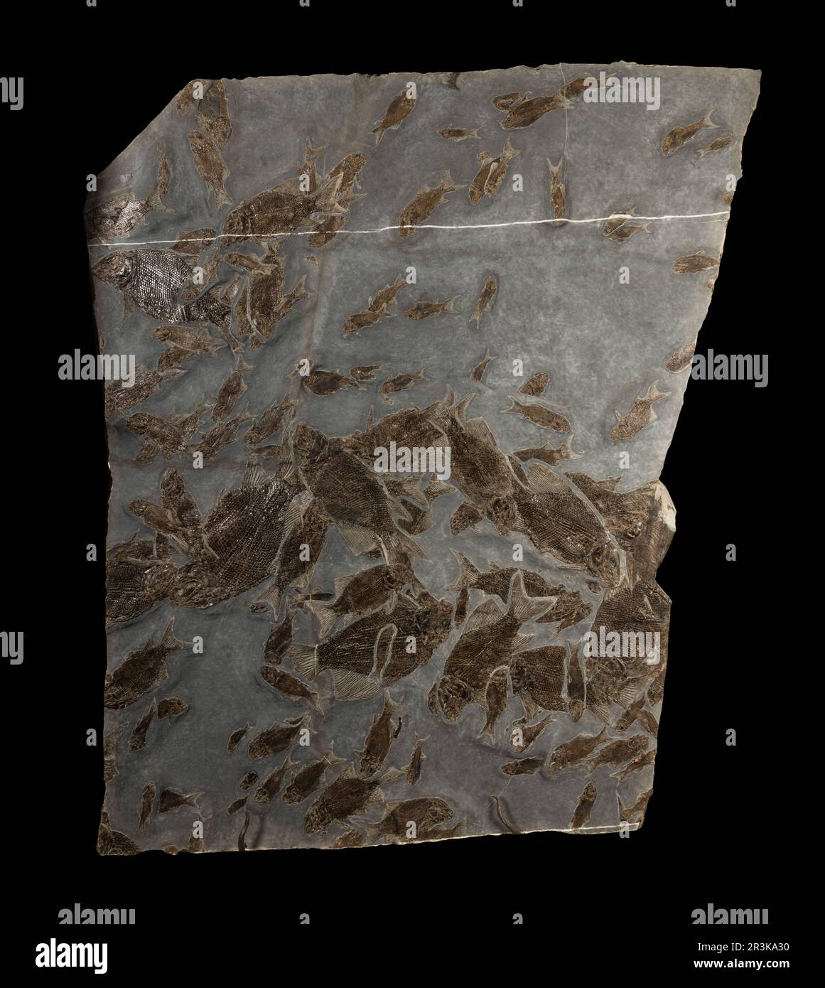 Austrian Triassic (Norian) fish cemetery in the Salzburg region ...