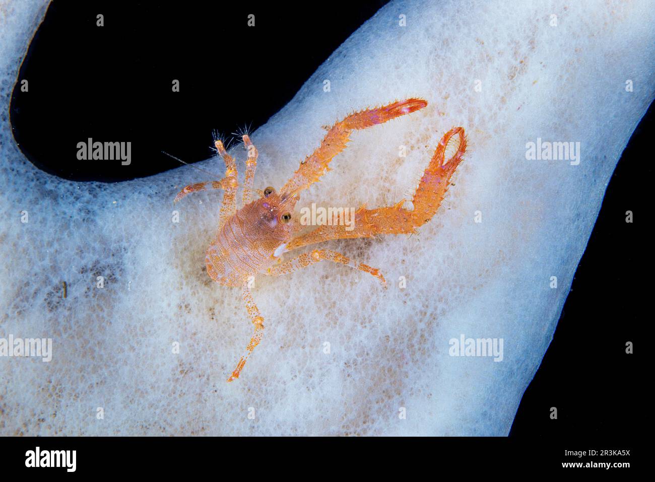 Galathea from the depths. A galathea photographed at a depth of 120 ...