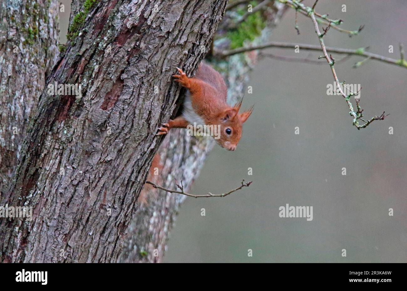 Red squirrel (Sciurus vulgaris) on a log, France Stock Photo - Alamy