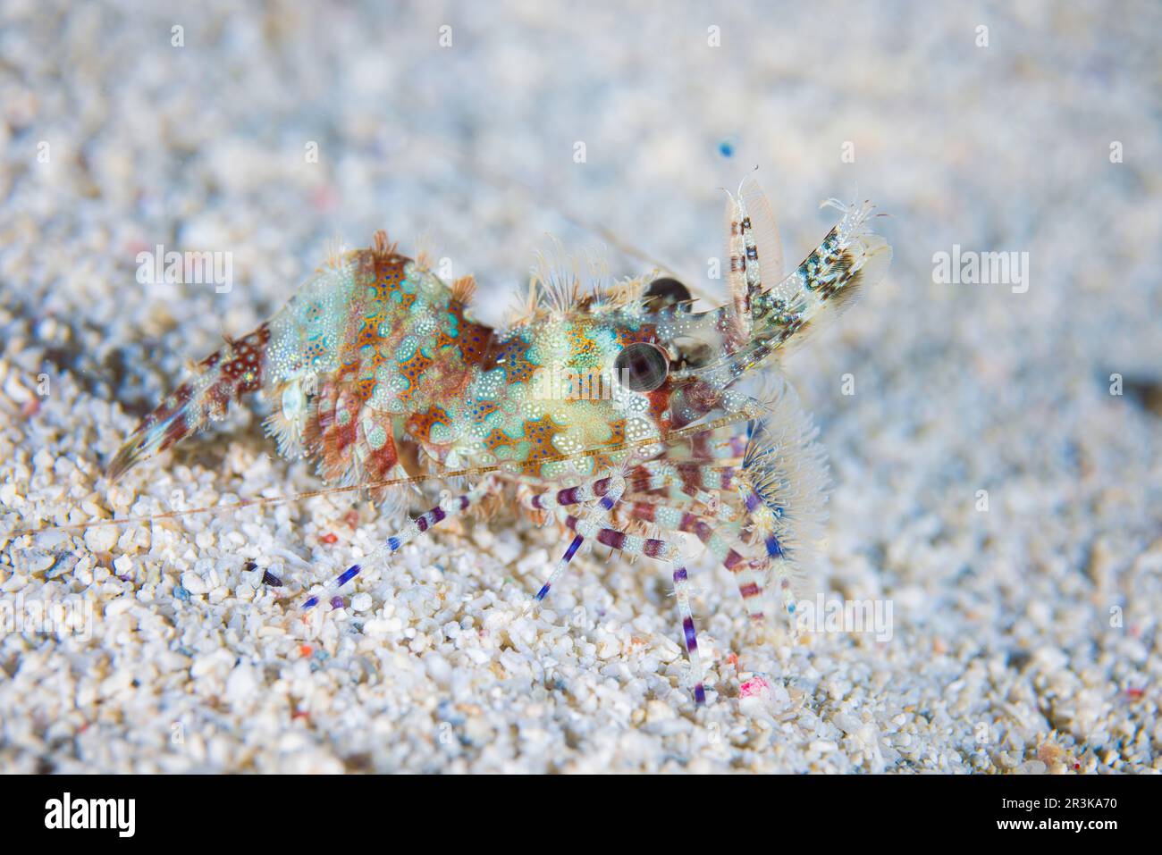 Spotted marbled shrimp (Saron neglectus) on sand, Mayotte Stock Photo ...
