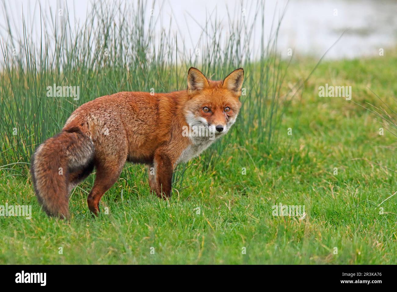Red fox (Vulpes vulpes) on the bank, Normandy, France Stock Photo - Alamy