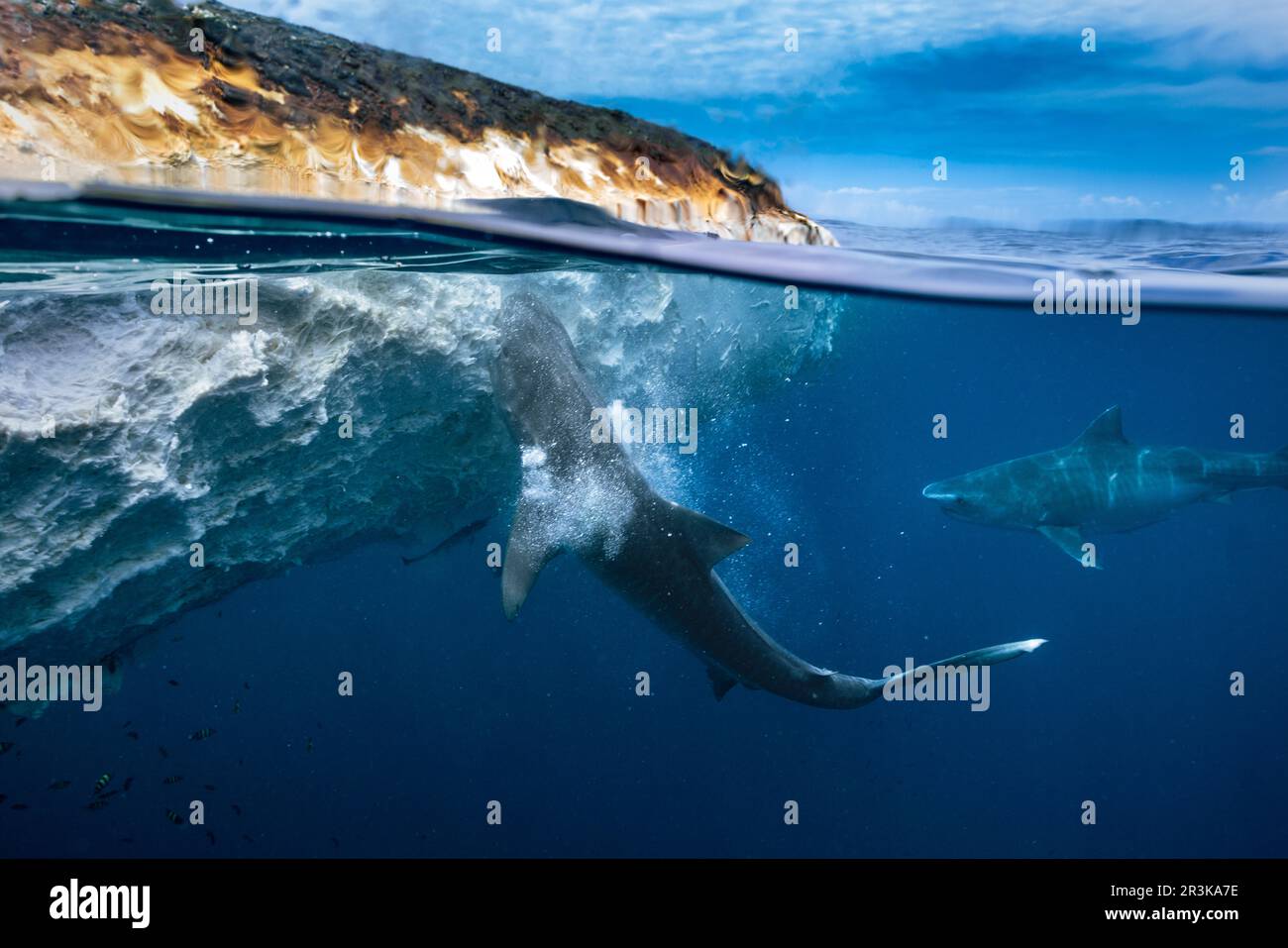Tiger Sharks Eating Whale