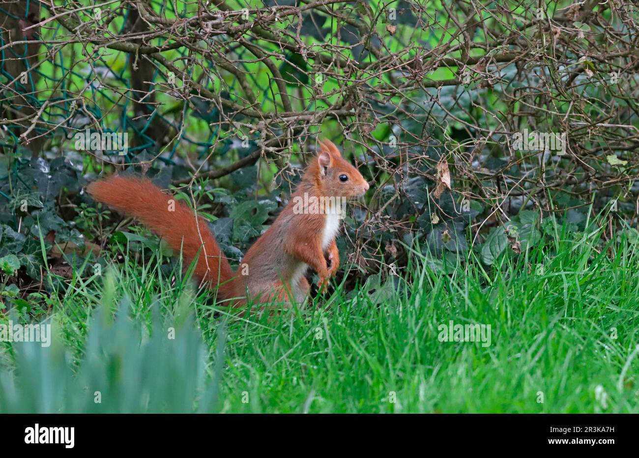 Red squirrel (Sciurus vulgaris) standing in grass, France Stock Photo ...