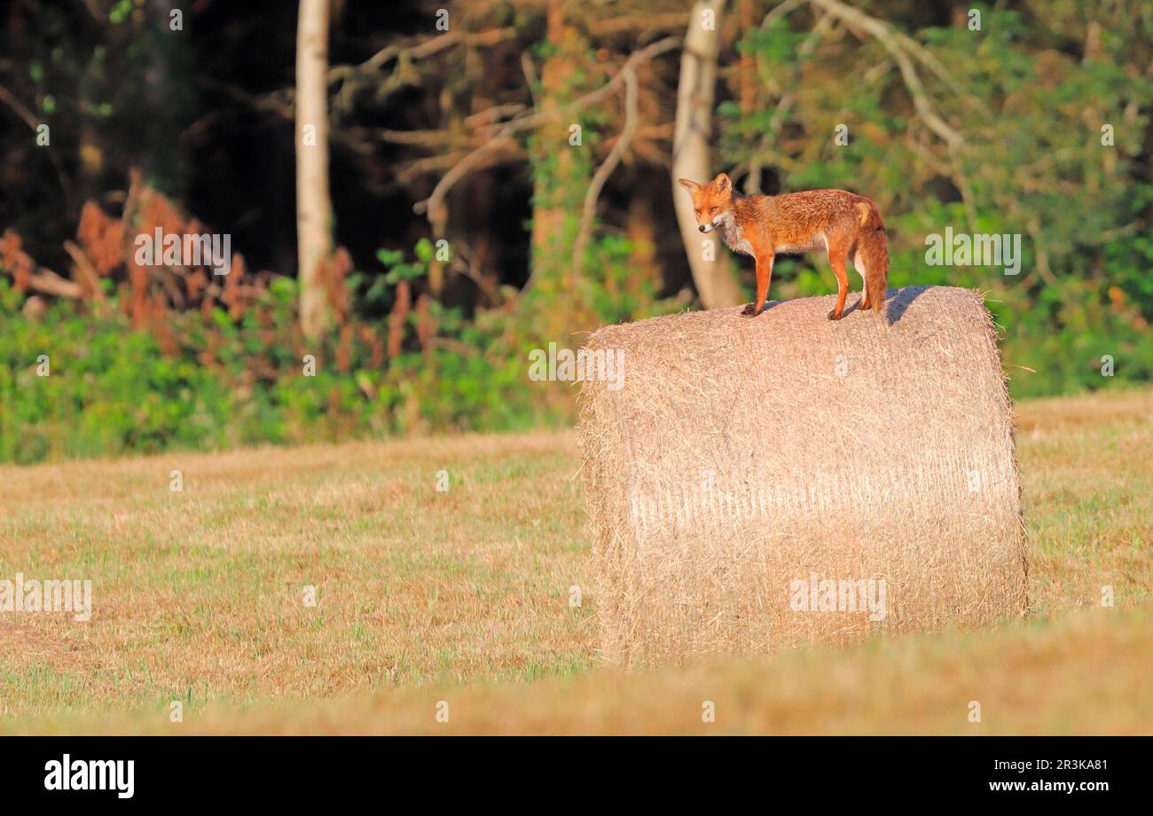 Red fox (Vulpes vulpes) on a hay roll, Normandy, France Stock Photo - Alamy