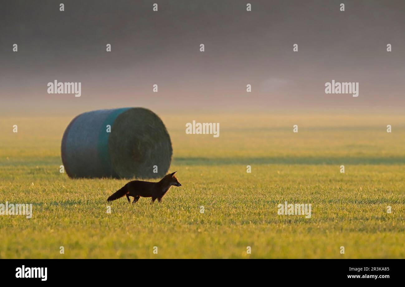 Red fox (Vulpes vulpes) at dawn in a harvested field, Normandy, France ...