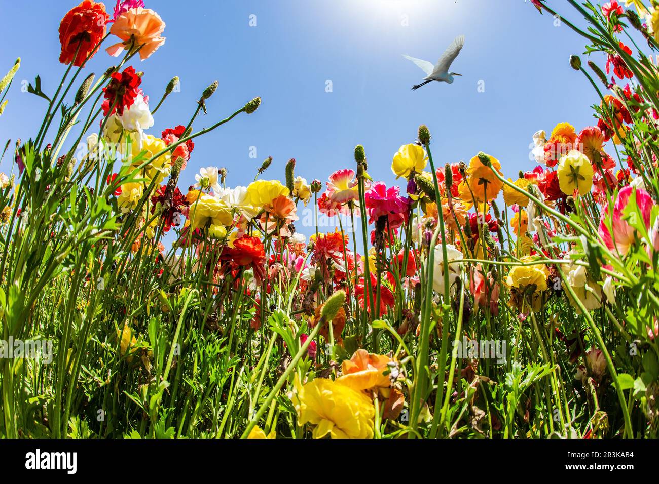 Big bird flies in the blue sky Stock Photo - Alamy
