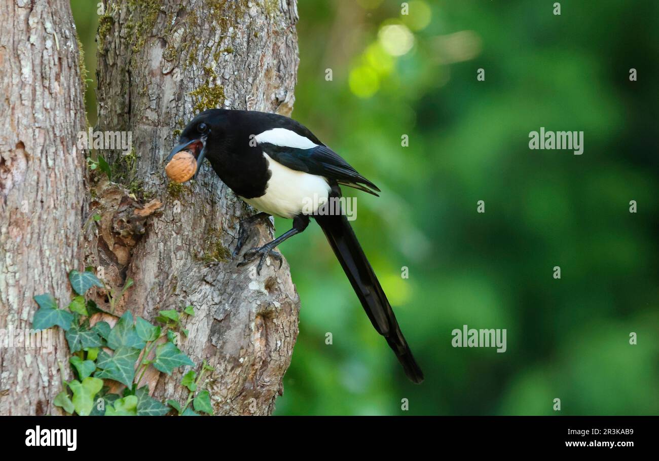 Eurasian Magpie (Pica pica) eating a nut, Normandy, France Stock Photo ...