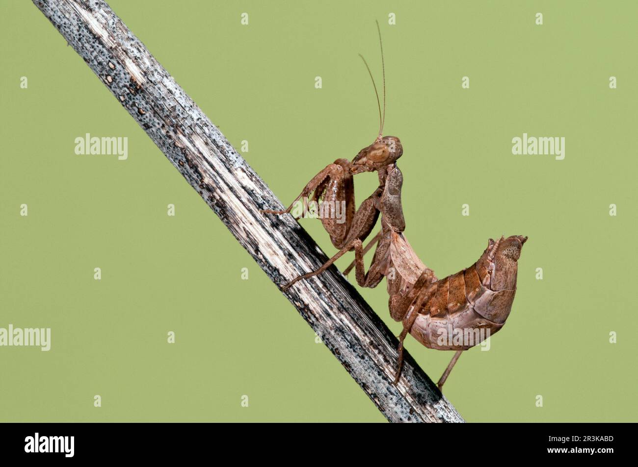 A profile of a European Dwarf Mantis (Ameles spallanzania) on the green ...