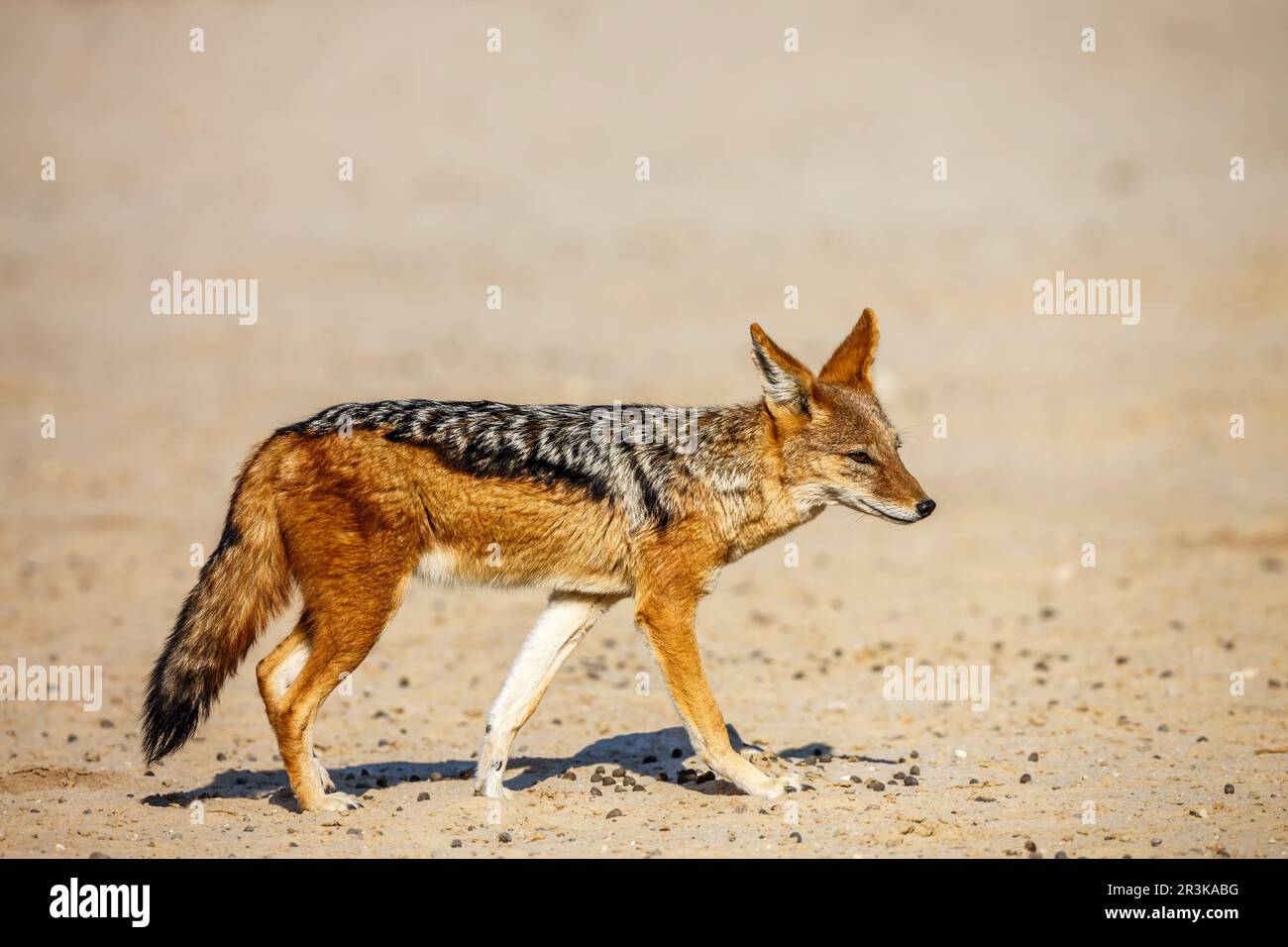 Black backed jackal walking isolated in natural background in Kgalagadi transfrontier park ...