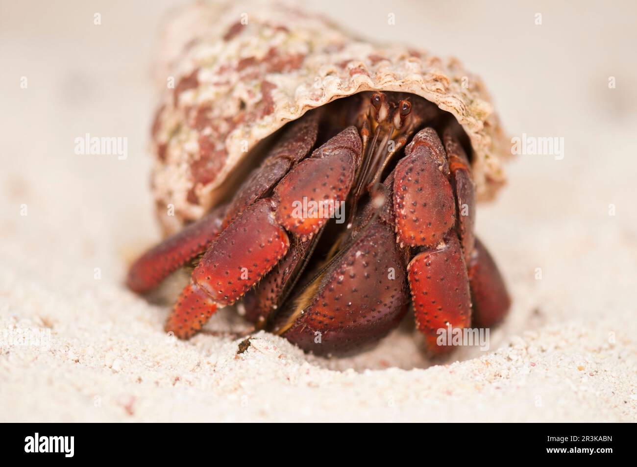 A frontal close-up of the Hermit Crab (Coenobita clypeatus) walking on ...
