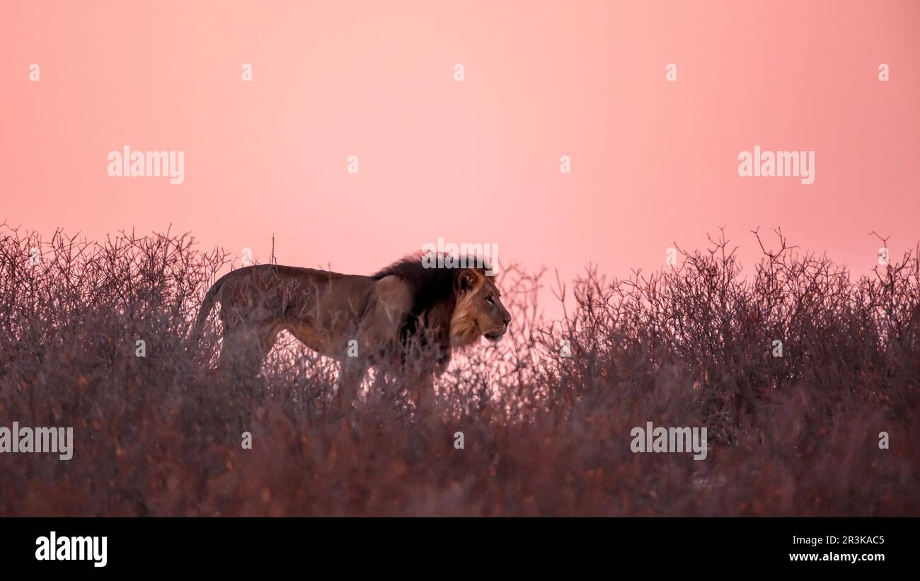 African lion walking on top of dune at dawn in Kgalagadi transfrontier ...