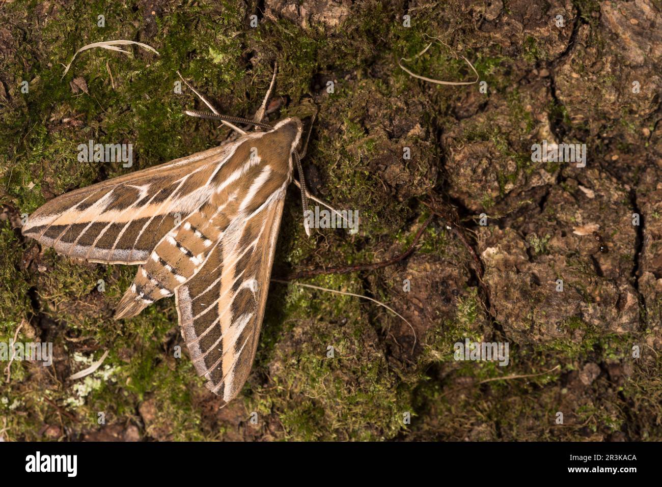 Adult male of striped-hawk moth (Hyles livornica) resting on musky bark ...