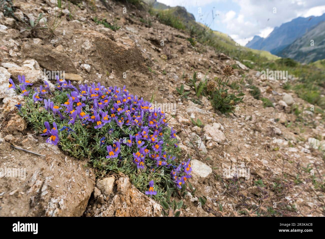Alpine toadflax (Linaria alpina) growing in tipical high altitude ...
