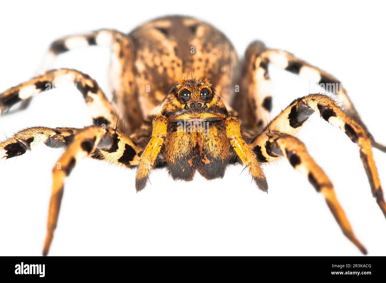 Tarantula Wolf Spider (Lycosa tarantula) on the white background, front ...