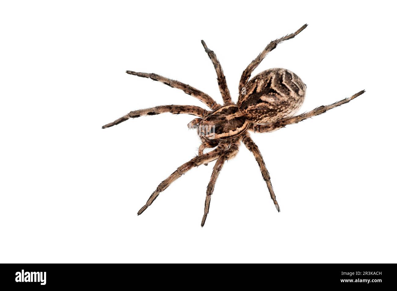 Giant female of Tarantula Wolf Spider (Lycosa tarantula) on the white ...